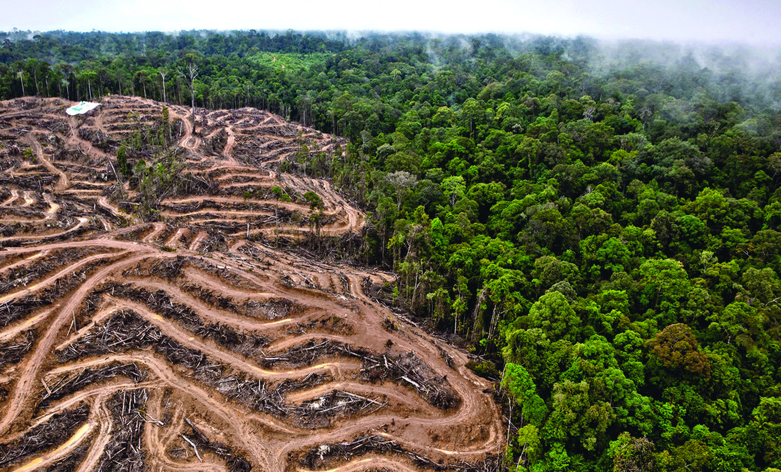 Reporte de cuentas por creciente deforestación en Colombia