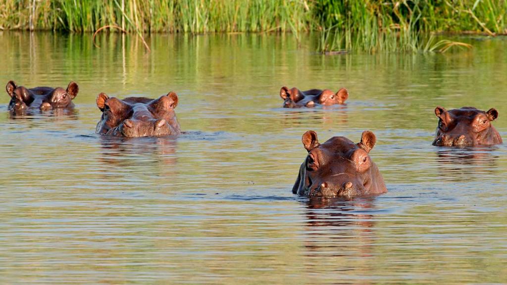 Hipopótamos Son Declarados Como Especie Invasora En Colombia