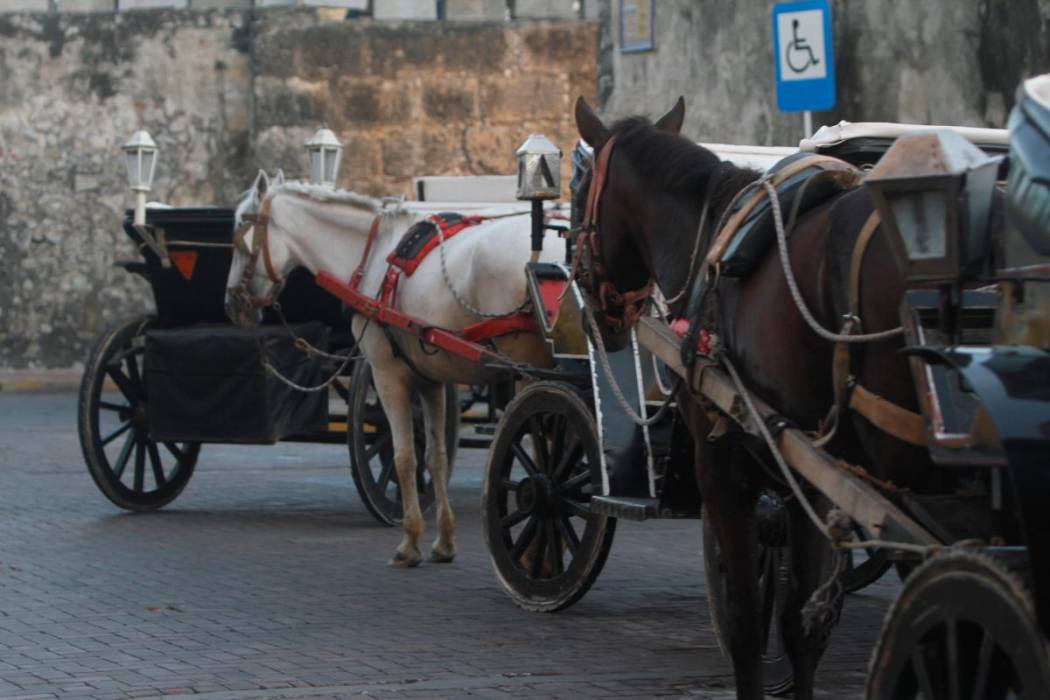 De nuevo un caballo cochero se desplomó en el centro histórico de Cartagena