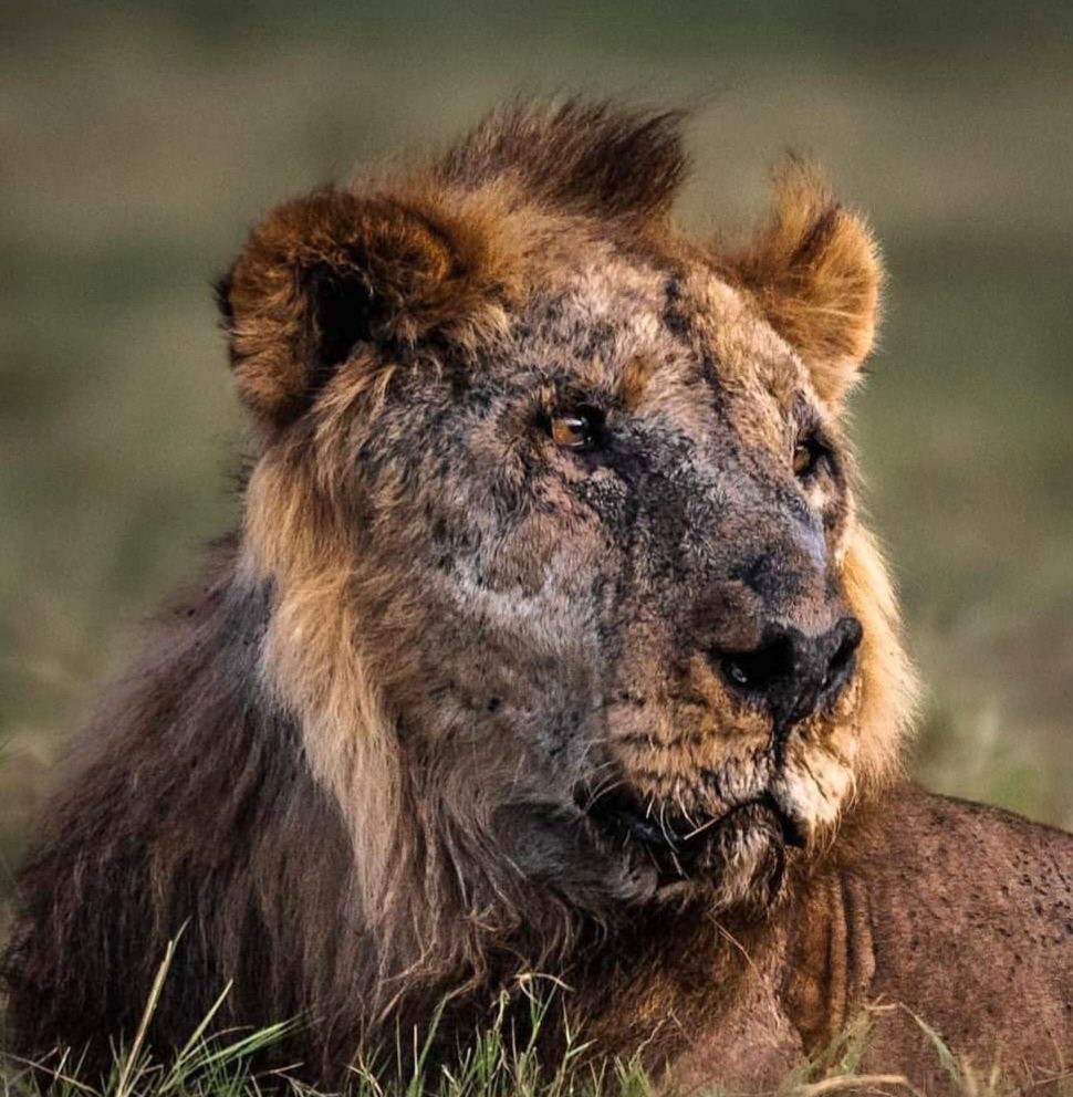 Loonkito, el león más longevo de Kenia, muere en trágico incidente con ...