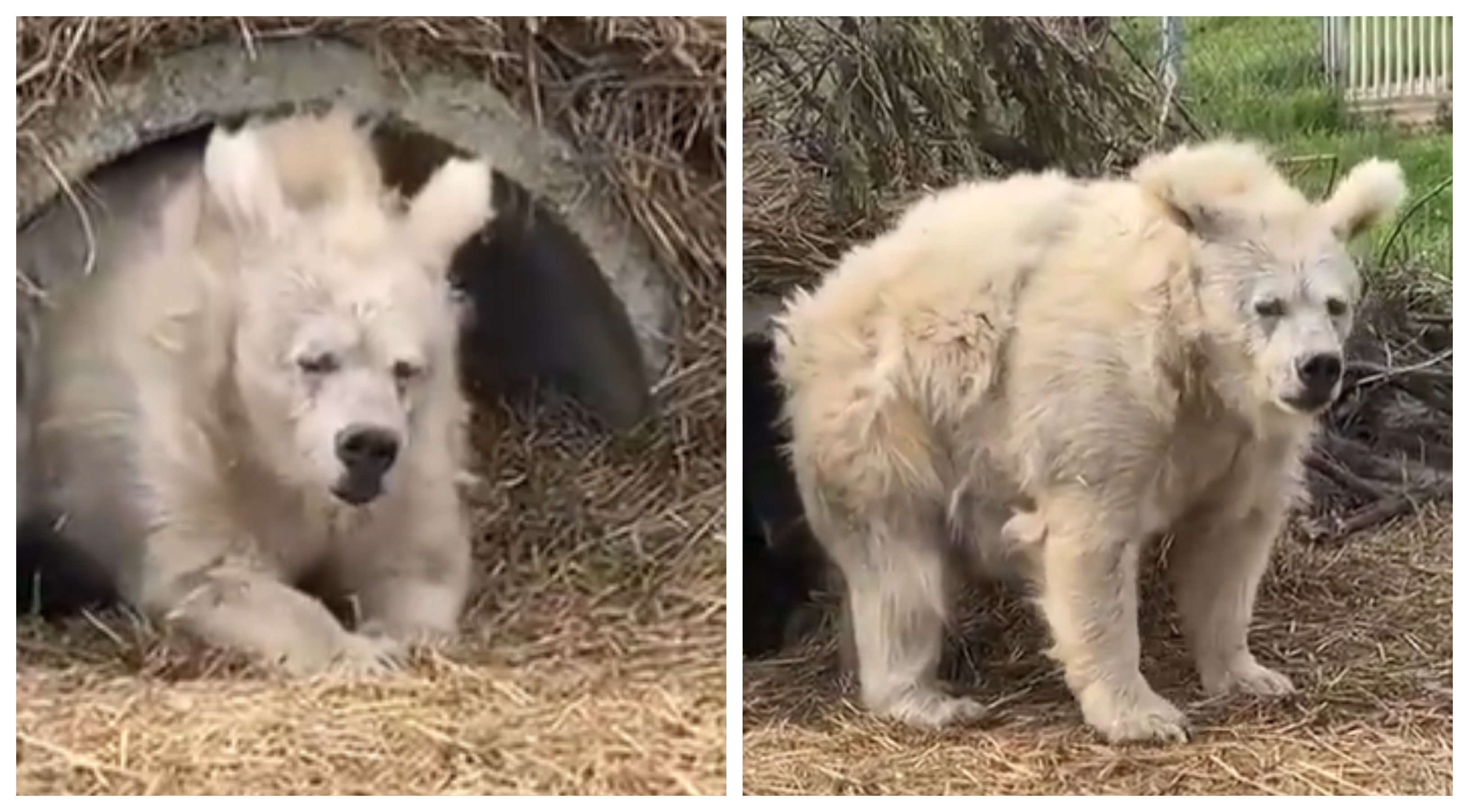 El maravilloso video de un oso saliendo de su periodo de hibernación