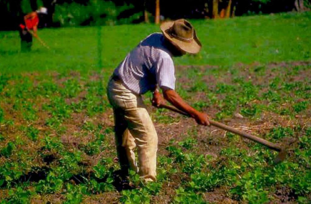 La JEP ordena suspender uso de tierras despojadas en Urabá para ...