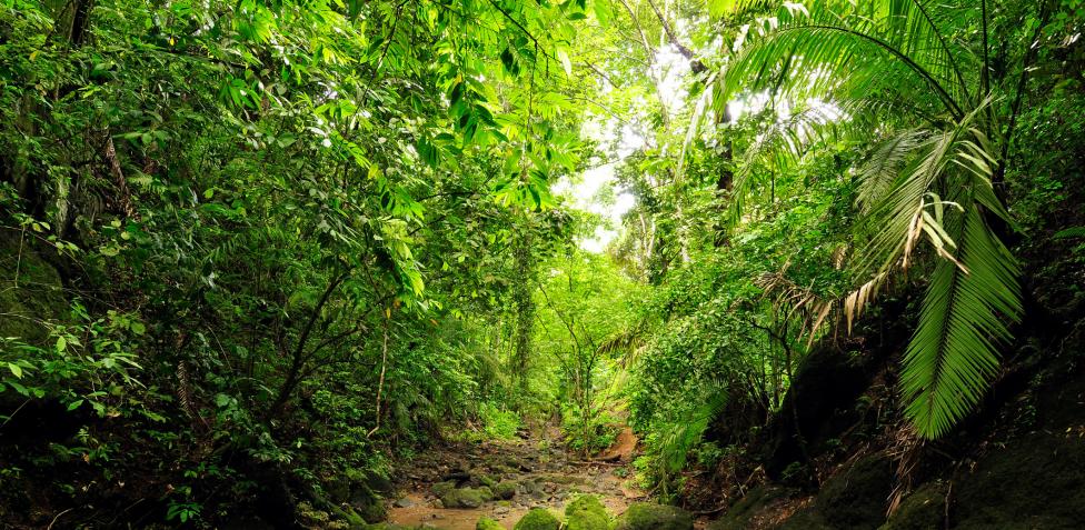 Colombia postula al Darién chocoano como Reserva de Biosfera de la Unesco
