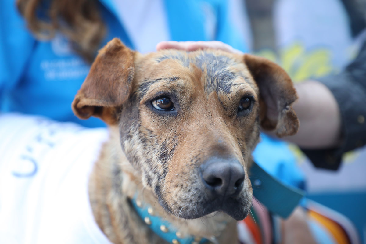 Tributo a la Lealtad: Daniel Samper despide a su compañero canino, Serafín
