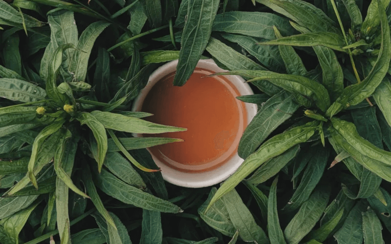 Mujer estadounidense de 73 años muere tras consumir Yagé en ritual indígena