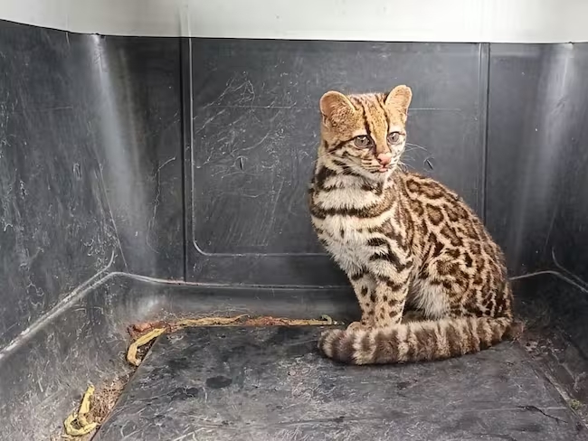 Rescatan y liberan a un tigrillo que deambulada en zona industrial de ...
