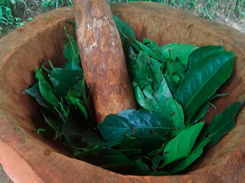 Investigan muerte de hombre tras ingerir yagé en ritual ancestral en ...