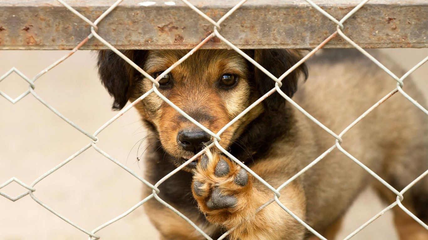 Secuestro de mascotas: El nuevo delito para extorsionar en Colombia ...