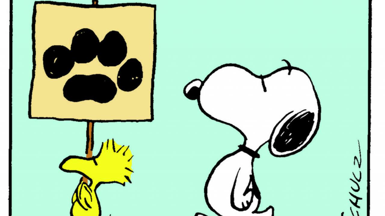 El 4 de octubre de 1950 nació Snoopy y hoy cumple 70 años | Agencia de ...